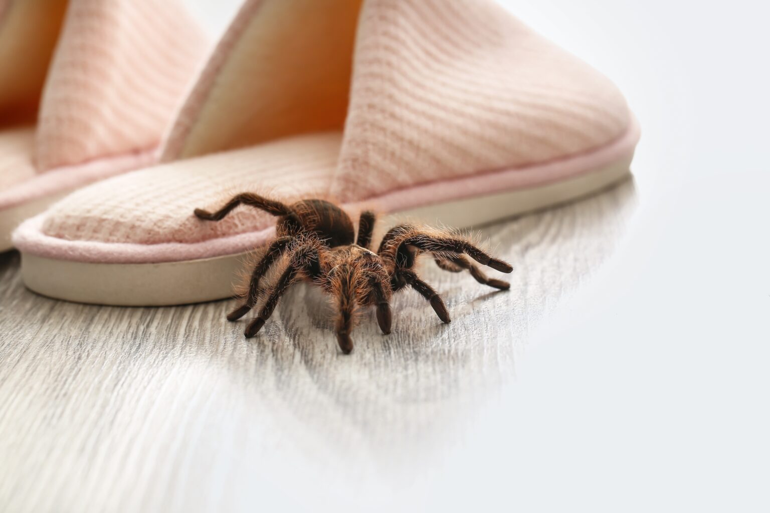 10 Cleaning Habits That Are Inviting Spiders Into Your Home - Wipe and ...